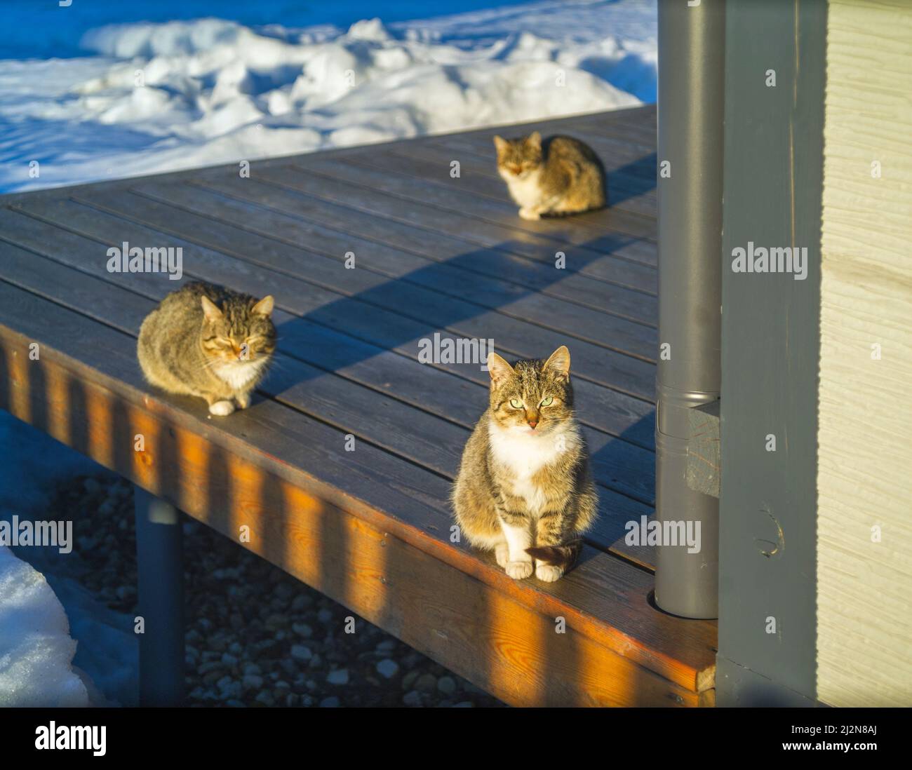a family of cats warming and squinting in the sun, winter scene Stock ...