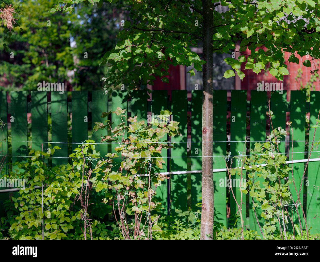 overgrown plot and green wooden fence in the background, sunny daylight ...