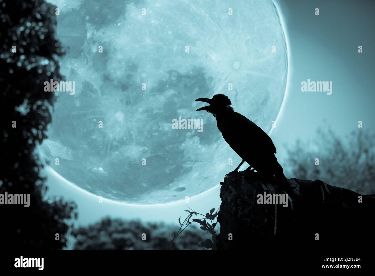 Beautiful night sky with full moon, tree and silhouette of crow on ...