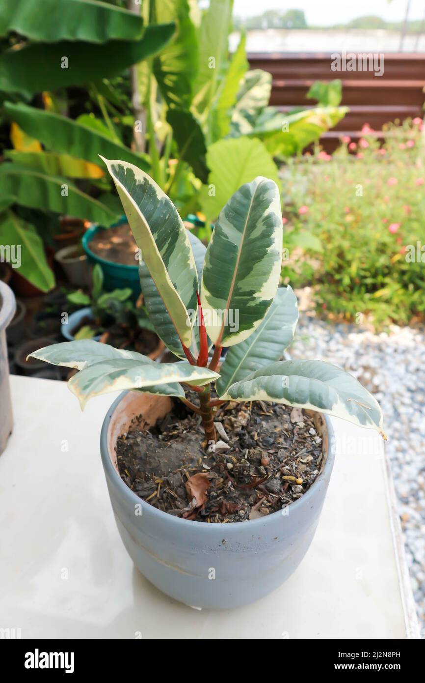 Decora Tree, Indian Rubber Tree or Rubber Plant or Variegated Indian ...