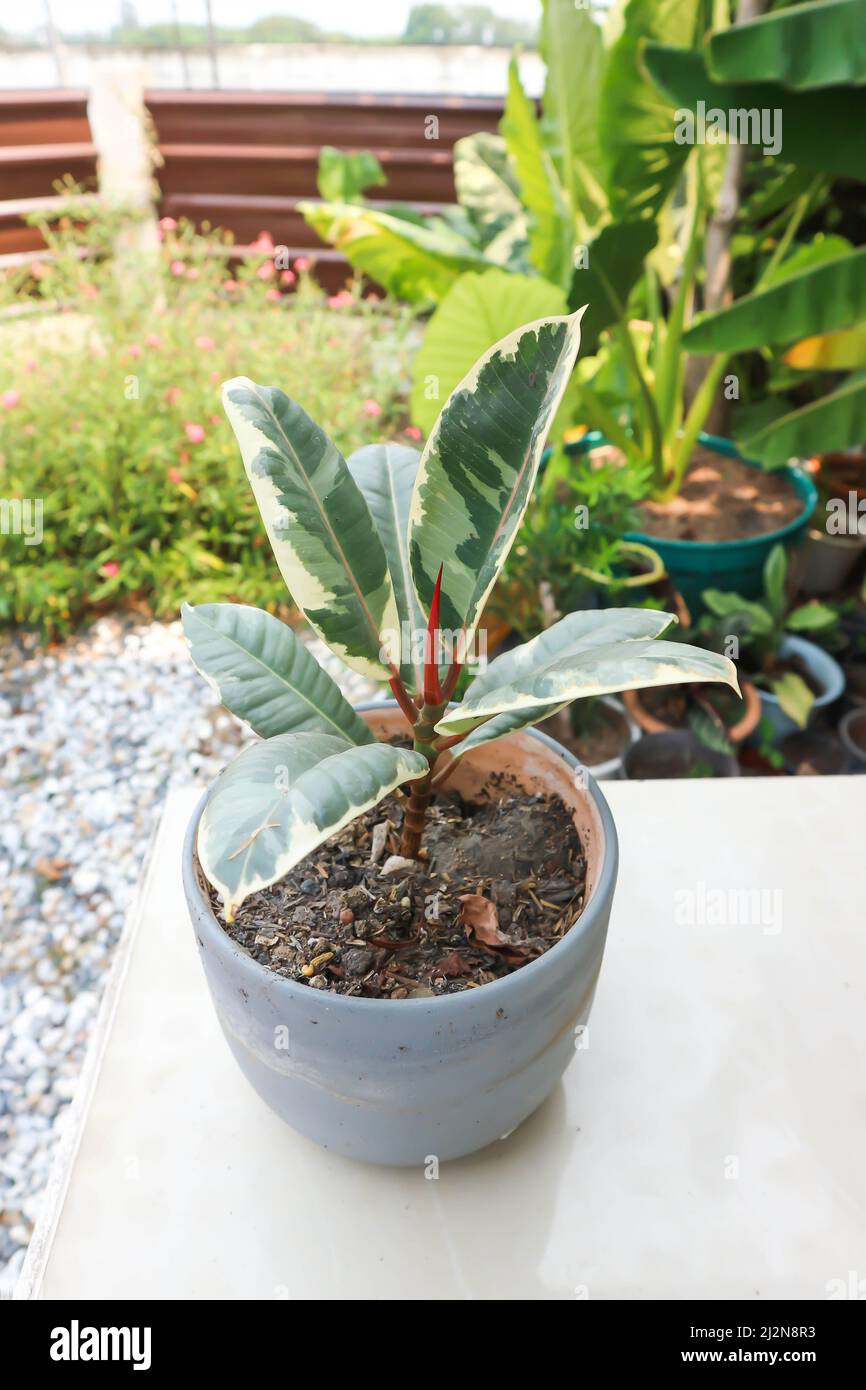 Decora Tree, Indian Rubber Tree or Rubber Plant or Variegated Indian ...