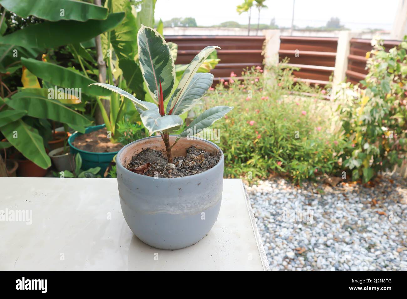 Decora Tree, Indian Rubber Tree or Rubber Plant or Variegated Indian ...