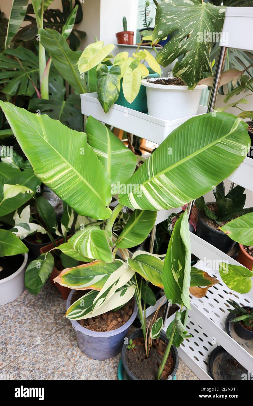 Burkill musa rosacea hi-res stock photography and images - Alamy