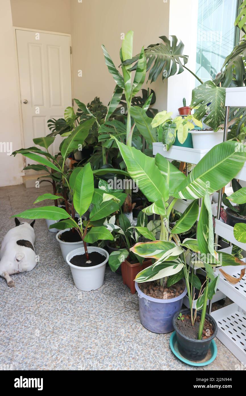 Kluai Tani Dang, Musa balbisiana Colla ,Musa martini Van Geert or ...