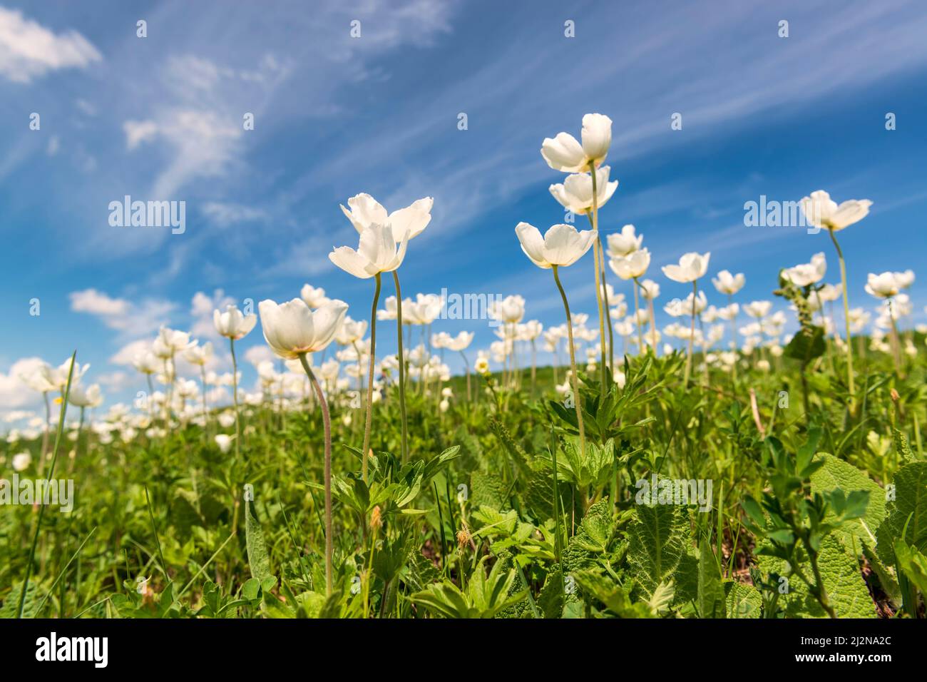 Captured from below hi-res stock photography and images - Alamy