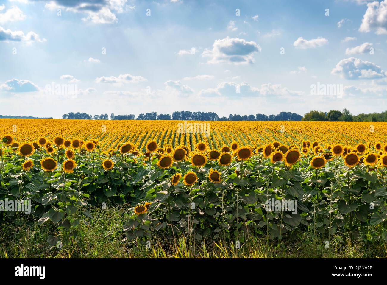 Rows of sunflowers hi-res stock photography and images - Alamy
