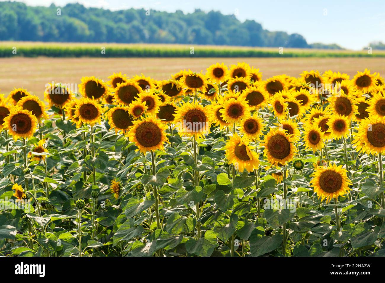 Sunflower rows garden hi-res stock photography and images - Alamy