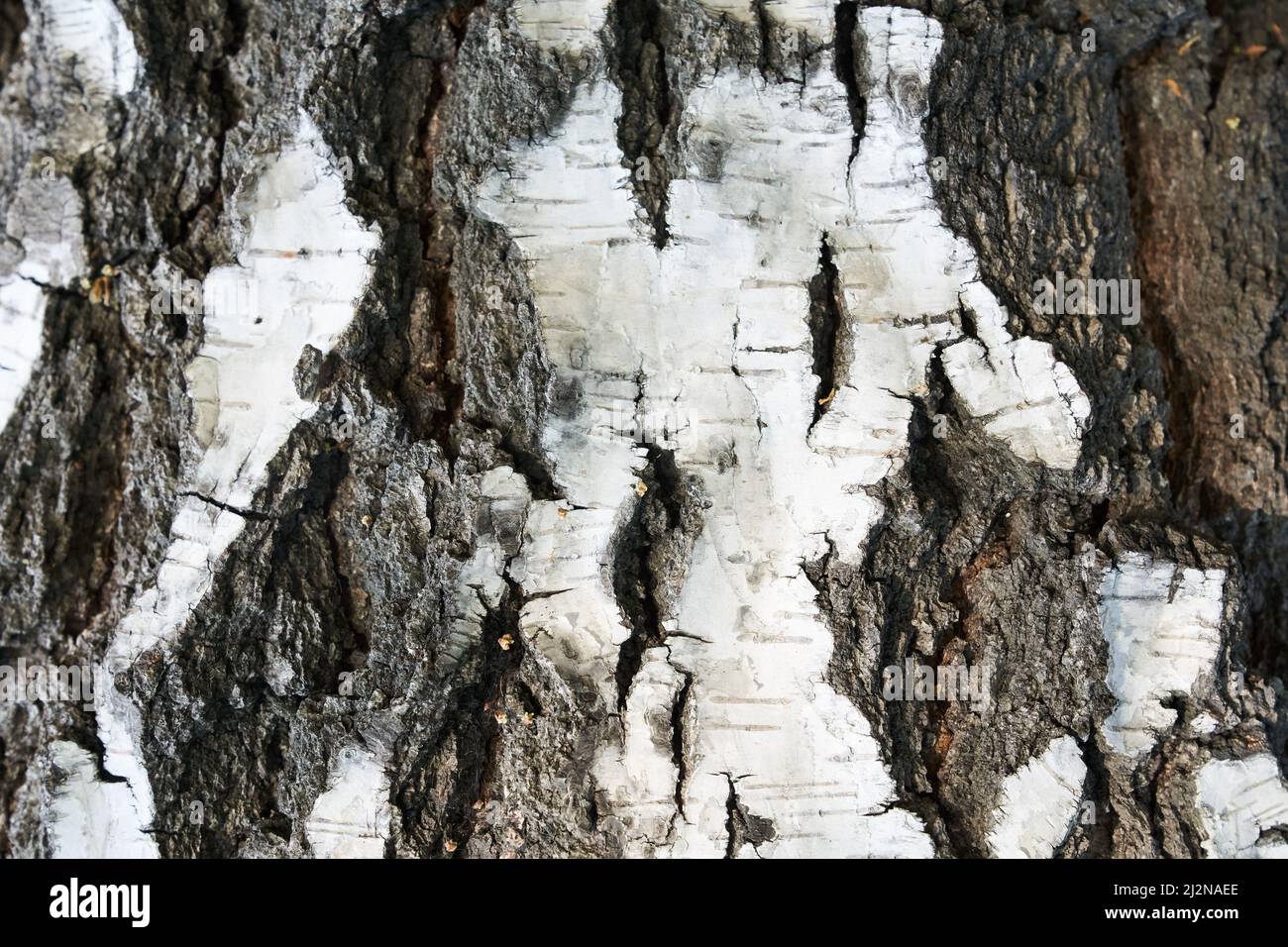 Birch texture hi-res stock photography and images - Alamy