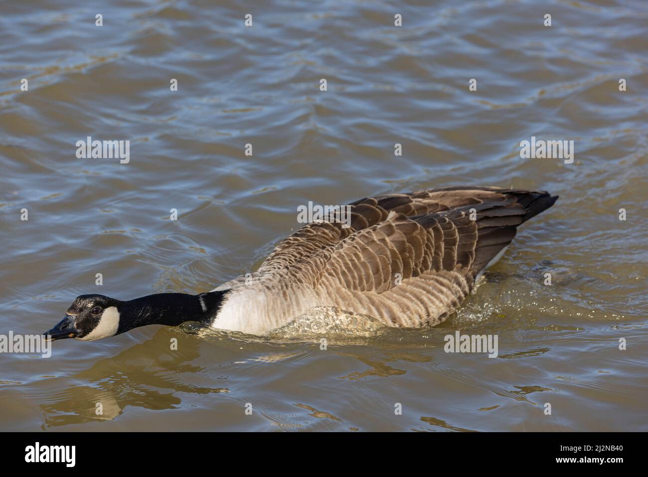 Canada Gees making a racket Stock Photo - Alamy