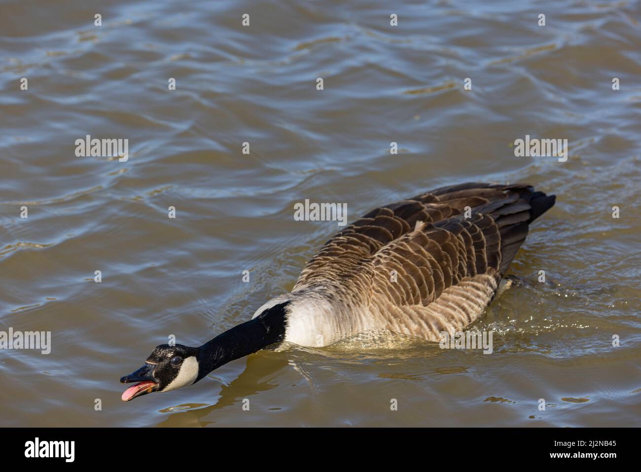 Canada Gees making a racket Stock Photo - Alamy