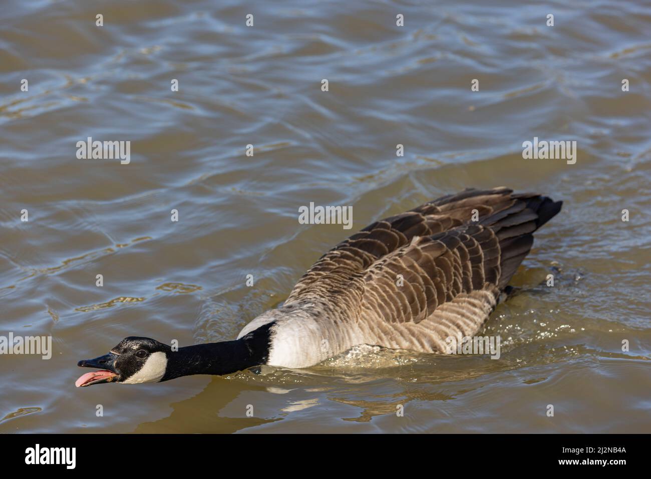 Canada Gees making a racket Stock Photo - Alamy