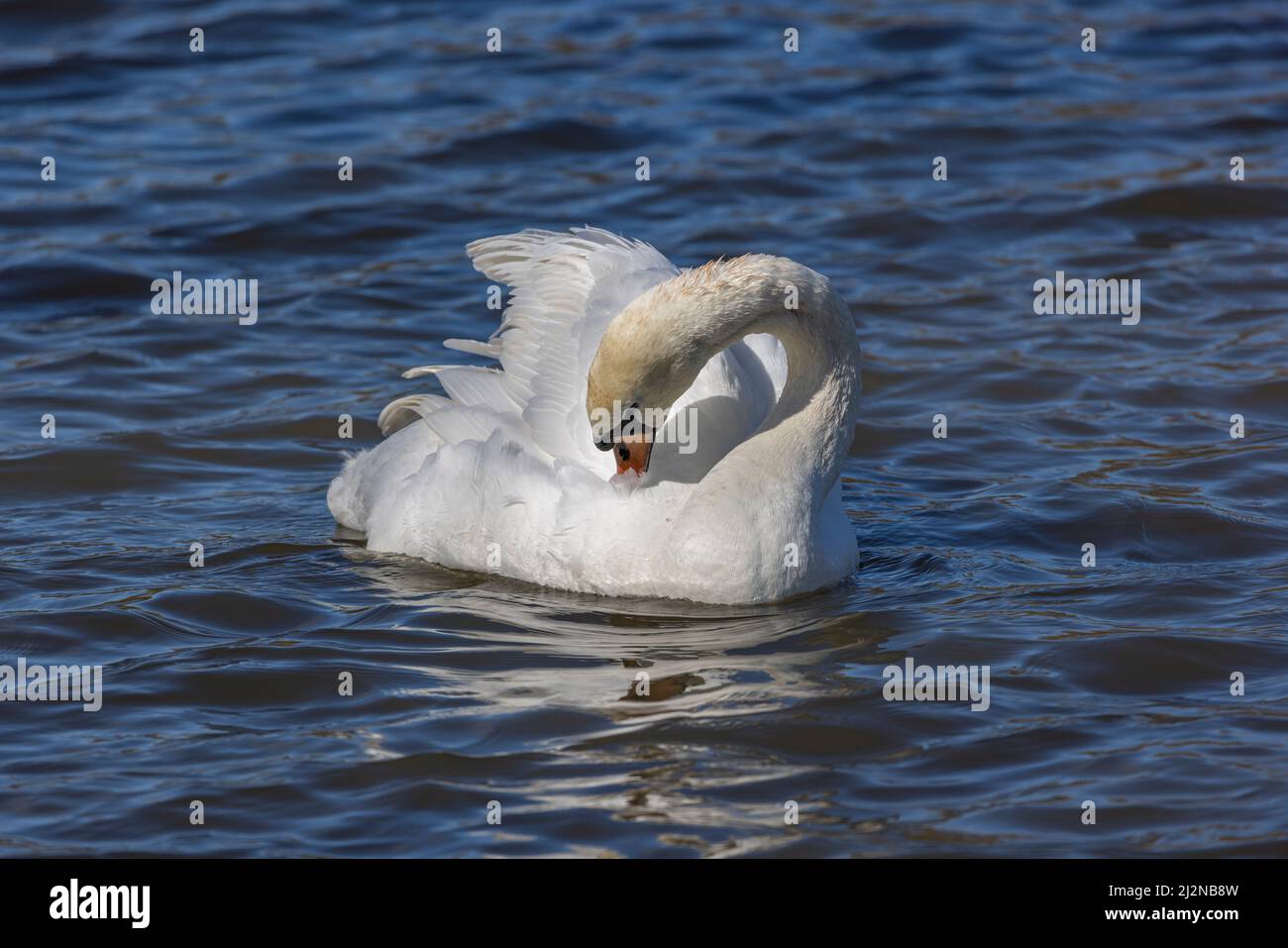 Swan having a prune Stock Photo - Alamy
