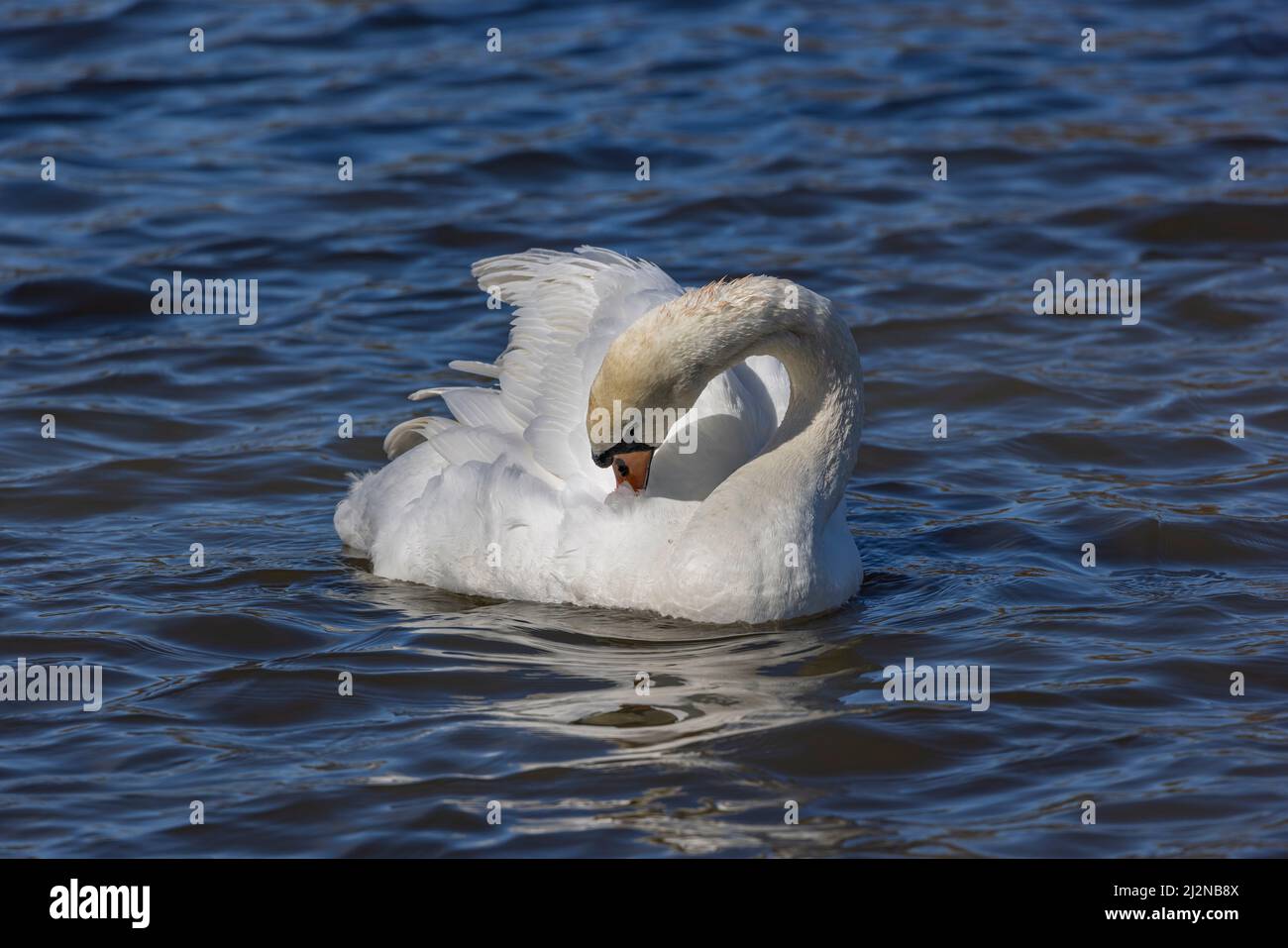Swan having a prune Stock Photo - Alamy