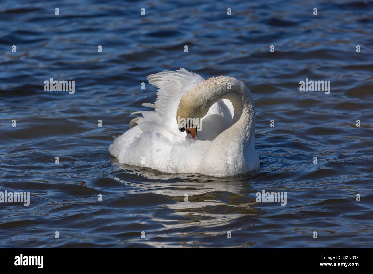 Swan having a prune Stock Photo - Alamy