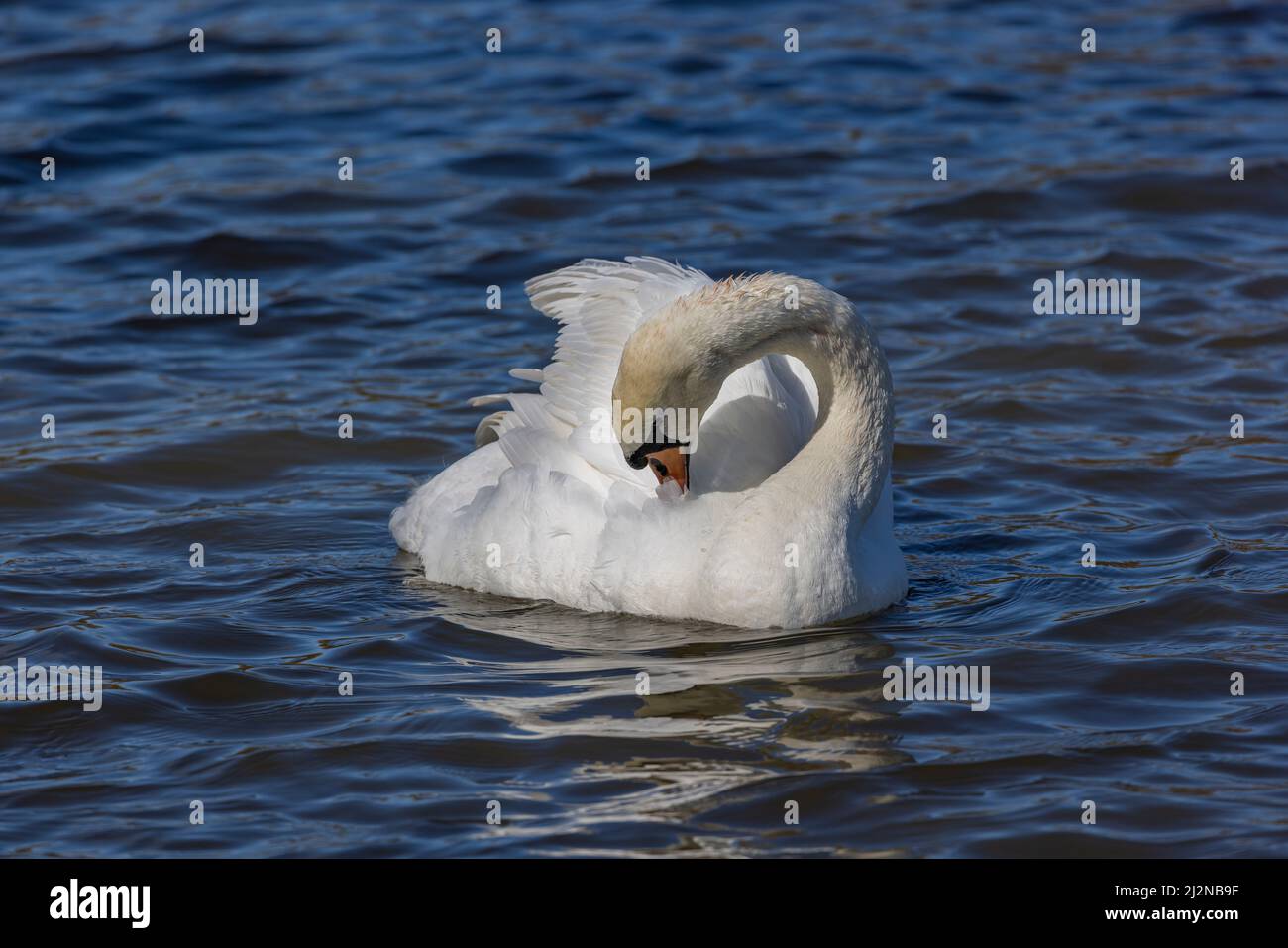 Swan having a prune Stock Photo - Alamy