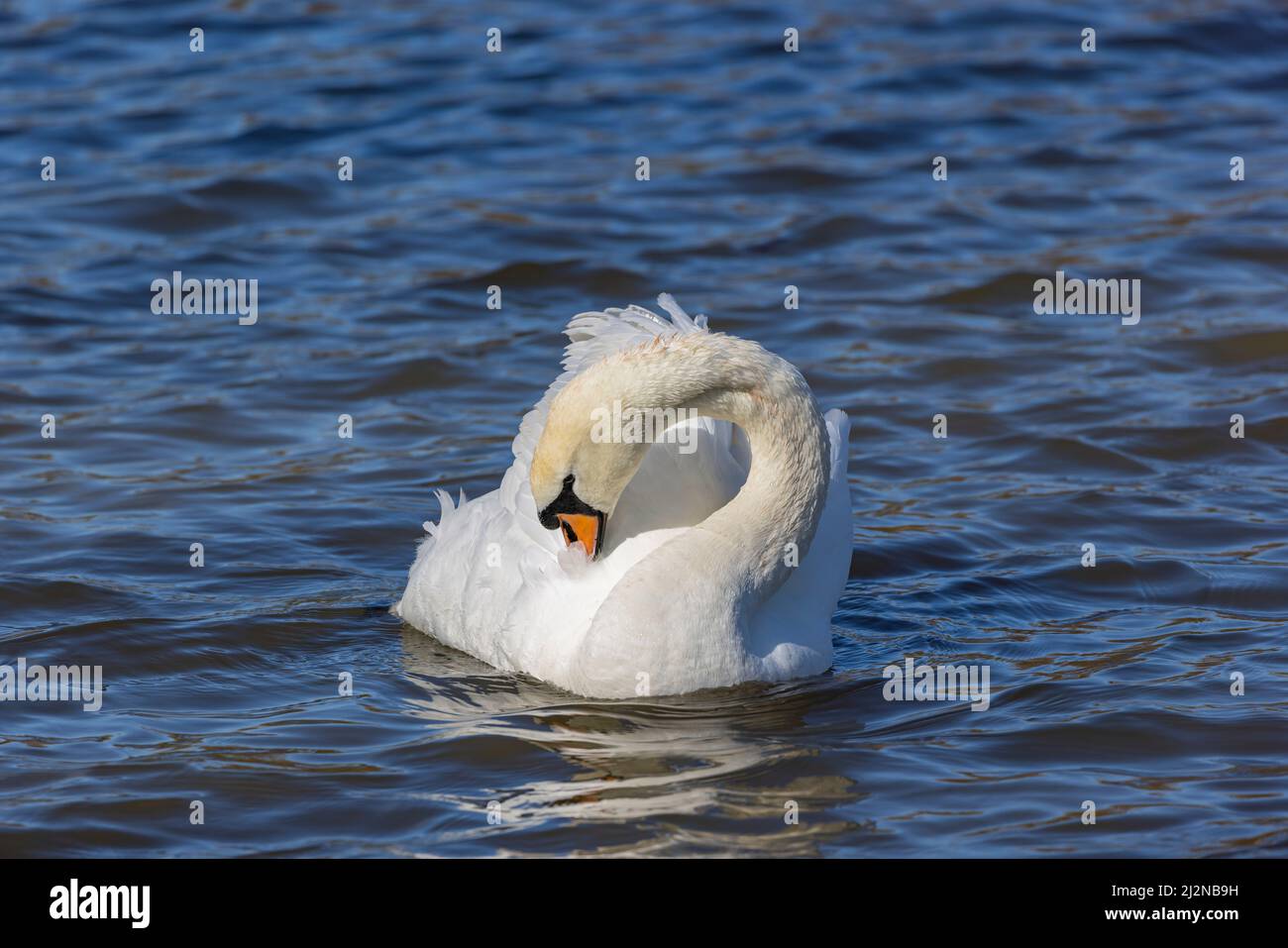 Swan having a prune Stock Photo - Alamy