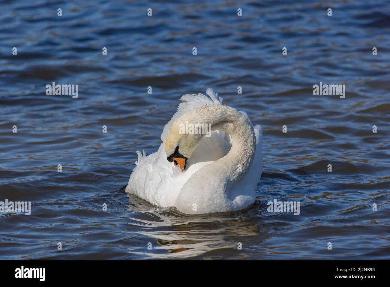 Swan having a prune Stock Photo - Alamy