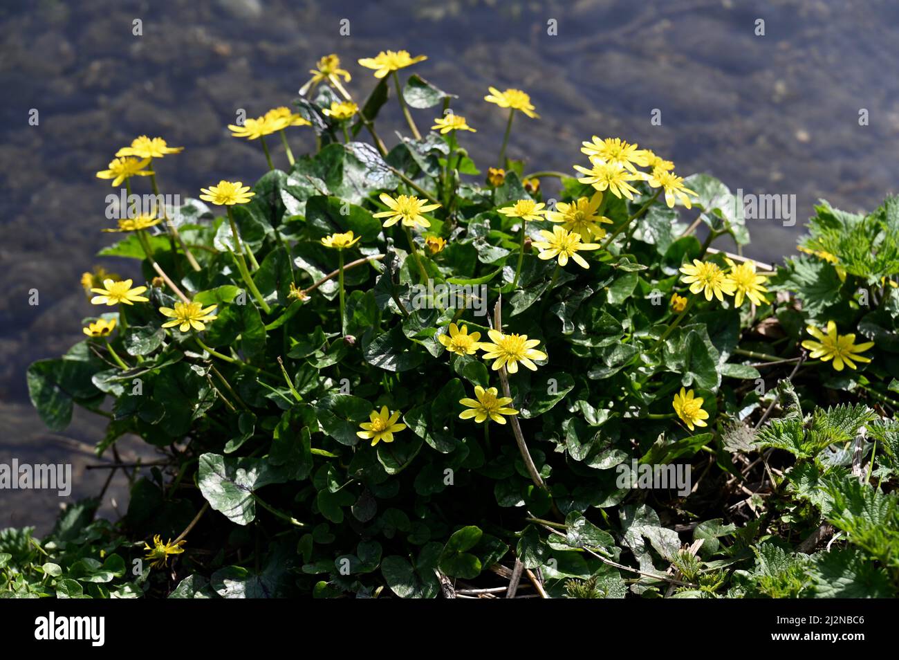 Marsh Marigold Flowers (Caltha palustris), Foots Cray Meadows, Sidcup ...