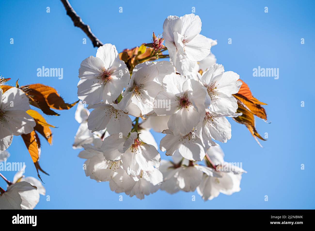 3 April 2022. Cherry blossom flowers in spring Stock Photo - Alamy