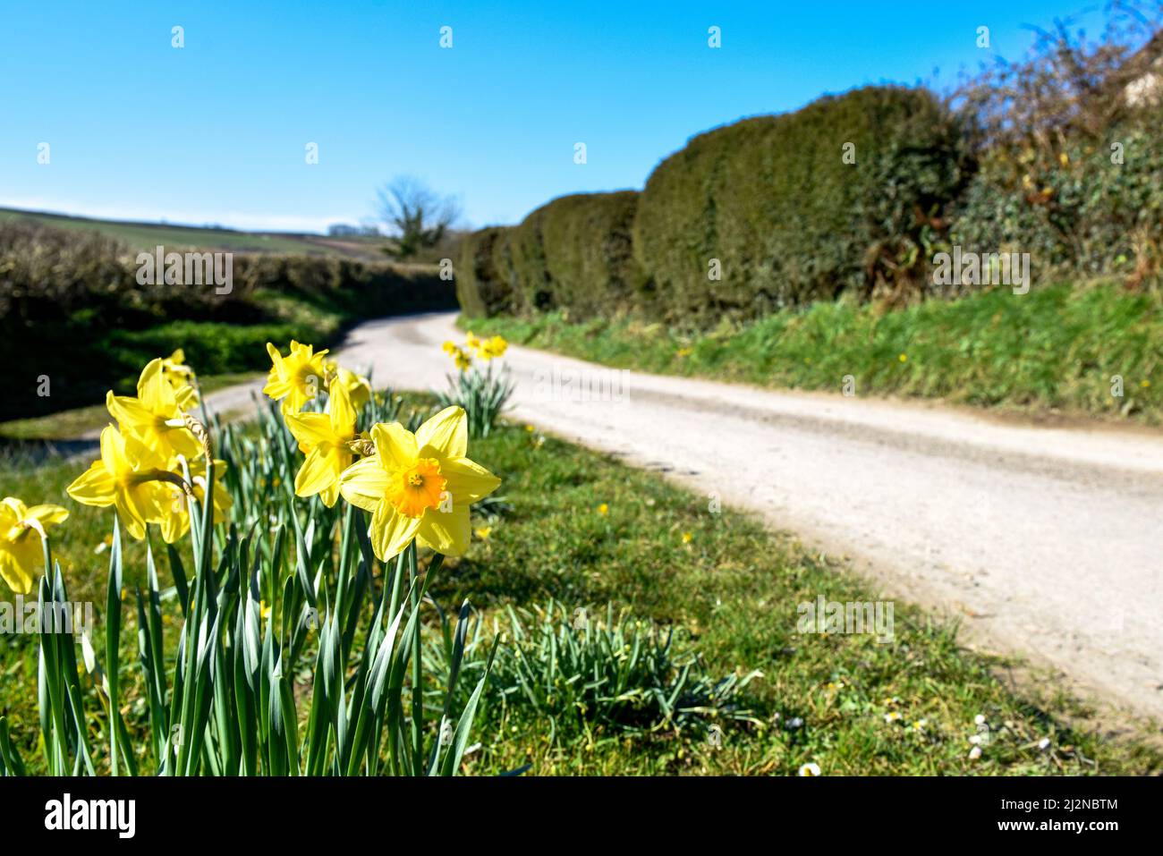 Springtime daffodil flowers growing in the countryside Stock Photo - Alamy
