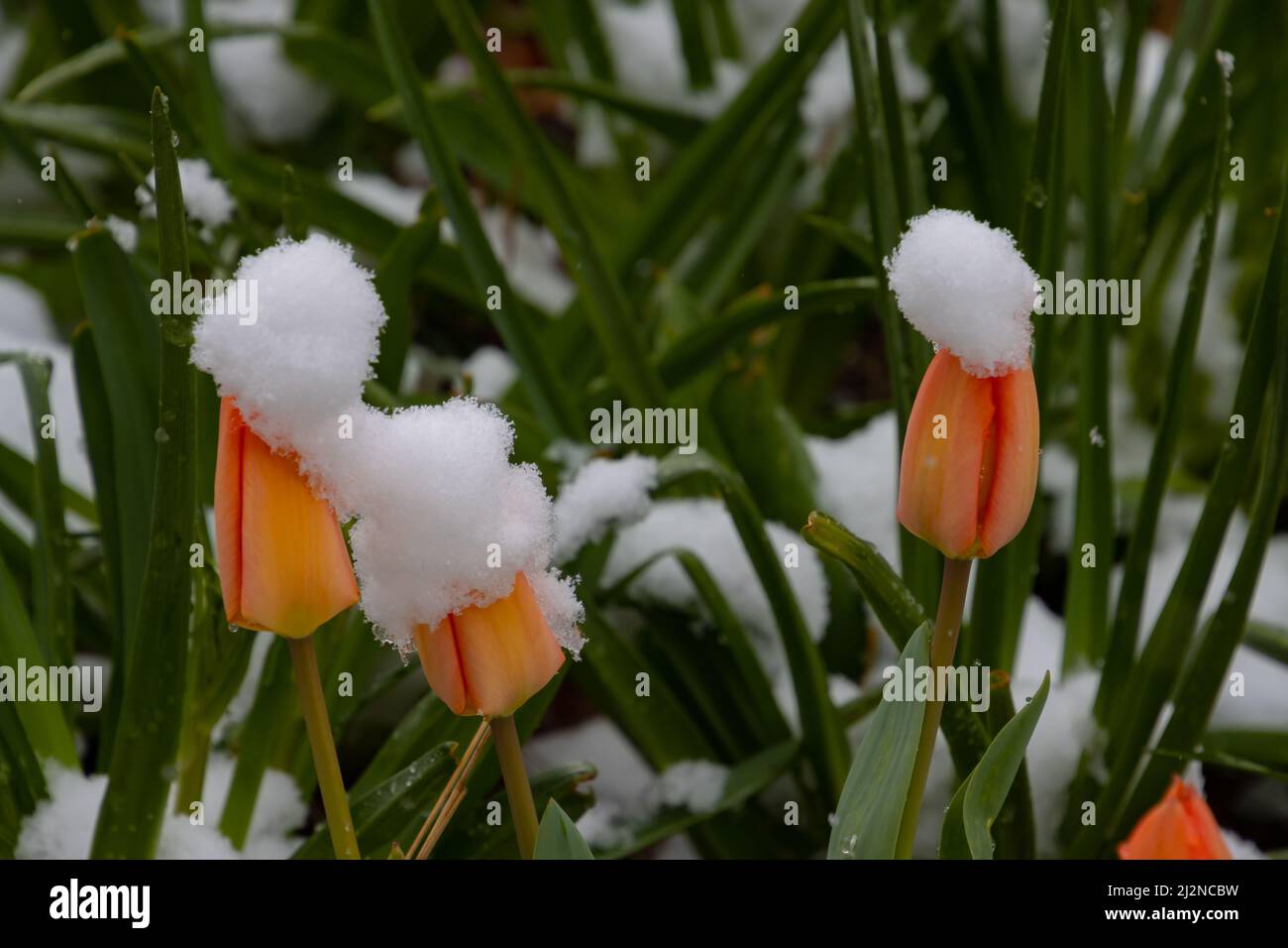 Snow covering tulips in Spring Stock Photo - Alamy