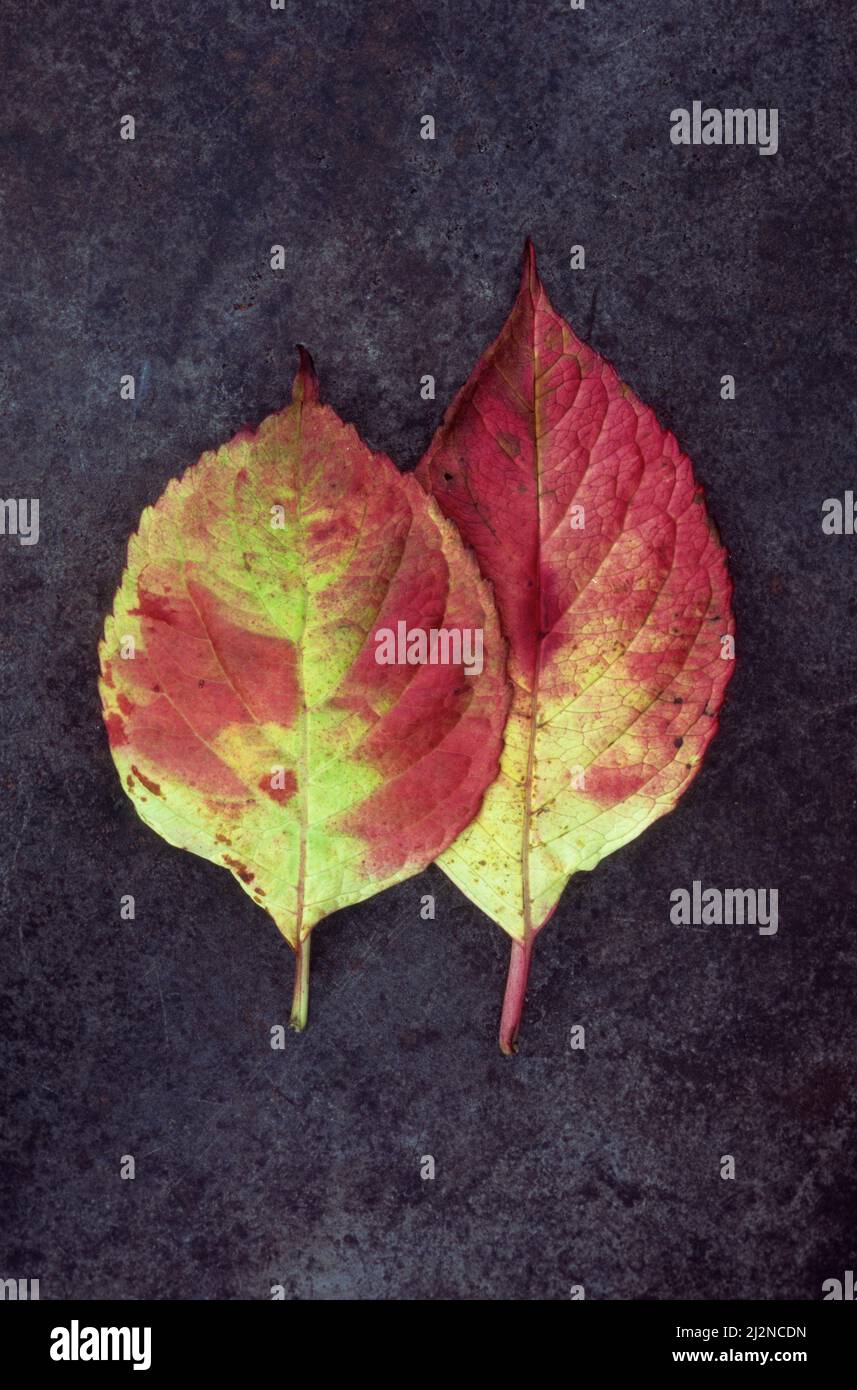 Green turning red hi-res stock photography and images - Alamy