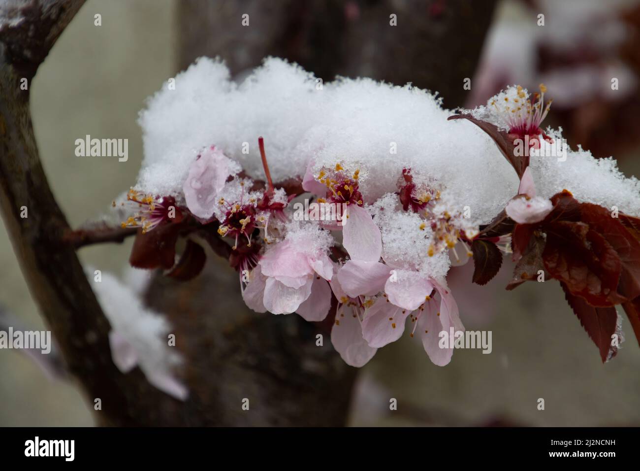 Snow and cherry blossoms hi-res stock photography and images - Alamy