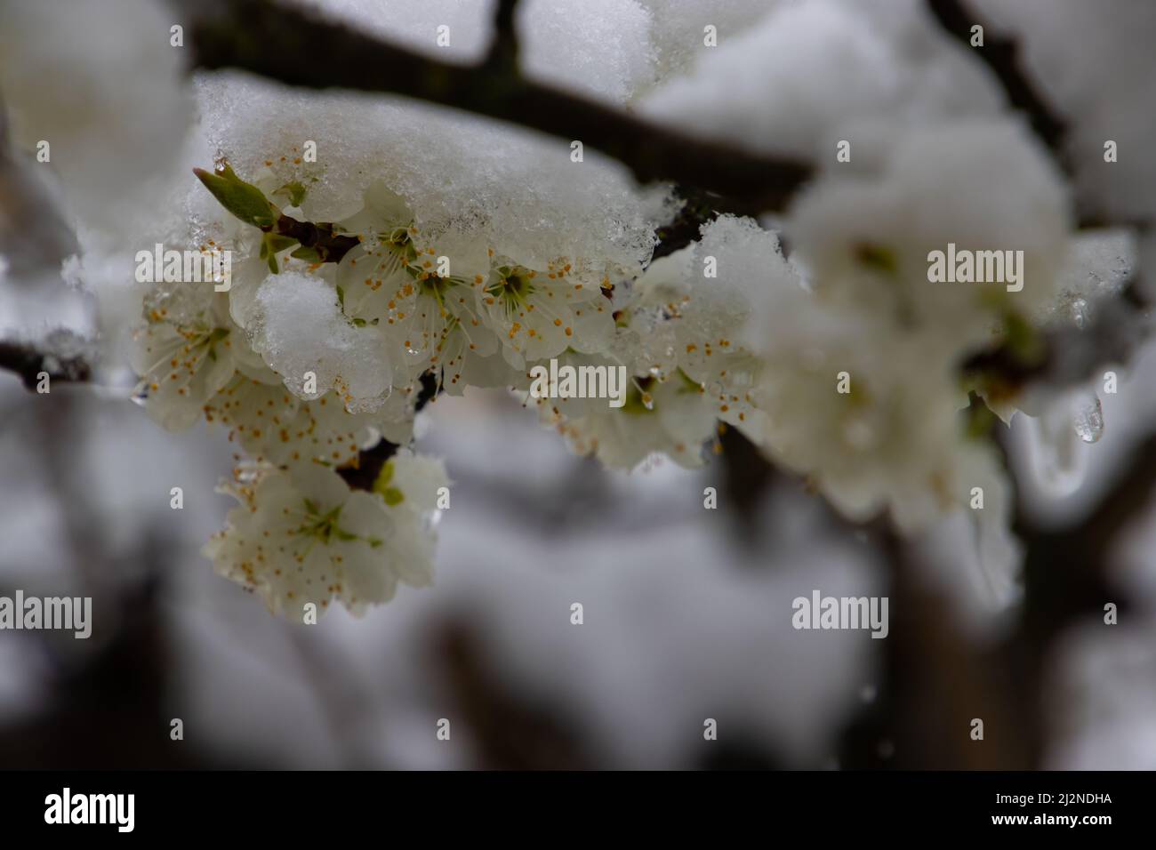 Snowy cherry tree hi-res stock photography and images - Alamy