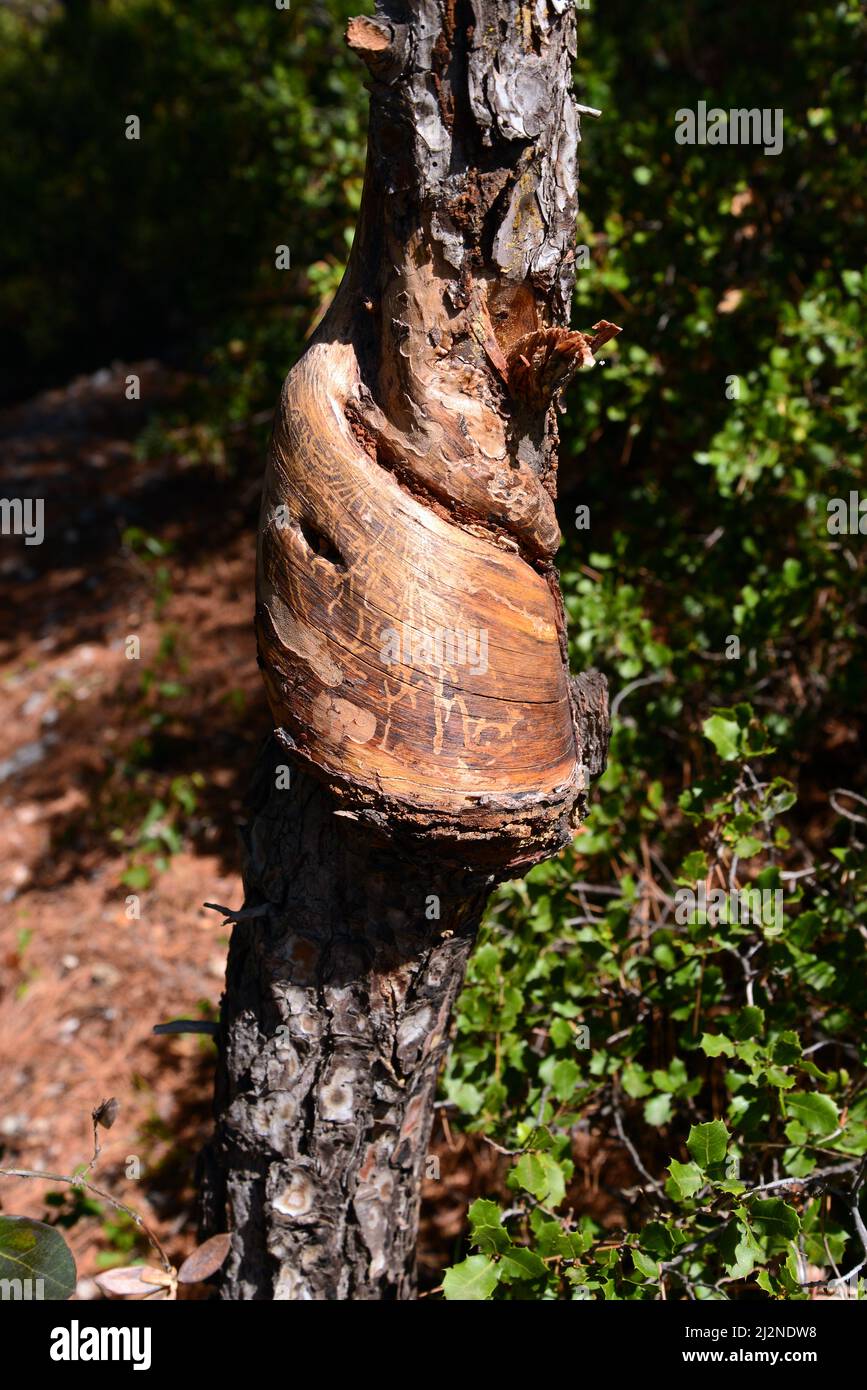 Twisted pine trunk in the hill Stock Photo - Alamy