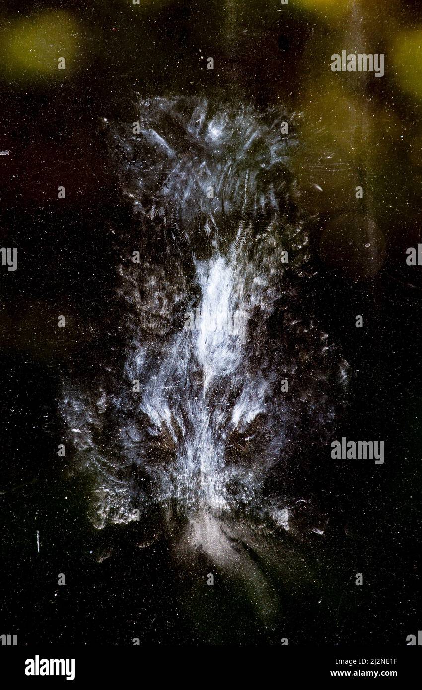 woodpigeon strike on window Stock Photo - Alamy