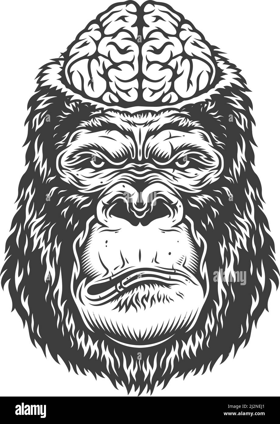 Ape human brain Black and White Stock Photos & Images - Alamy