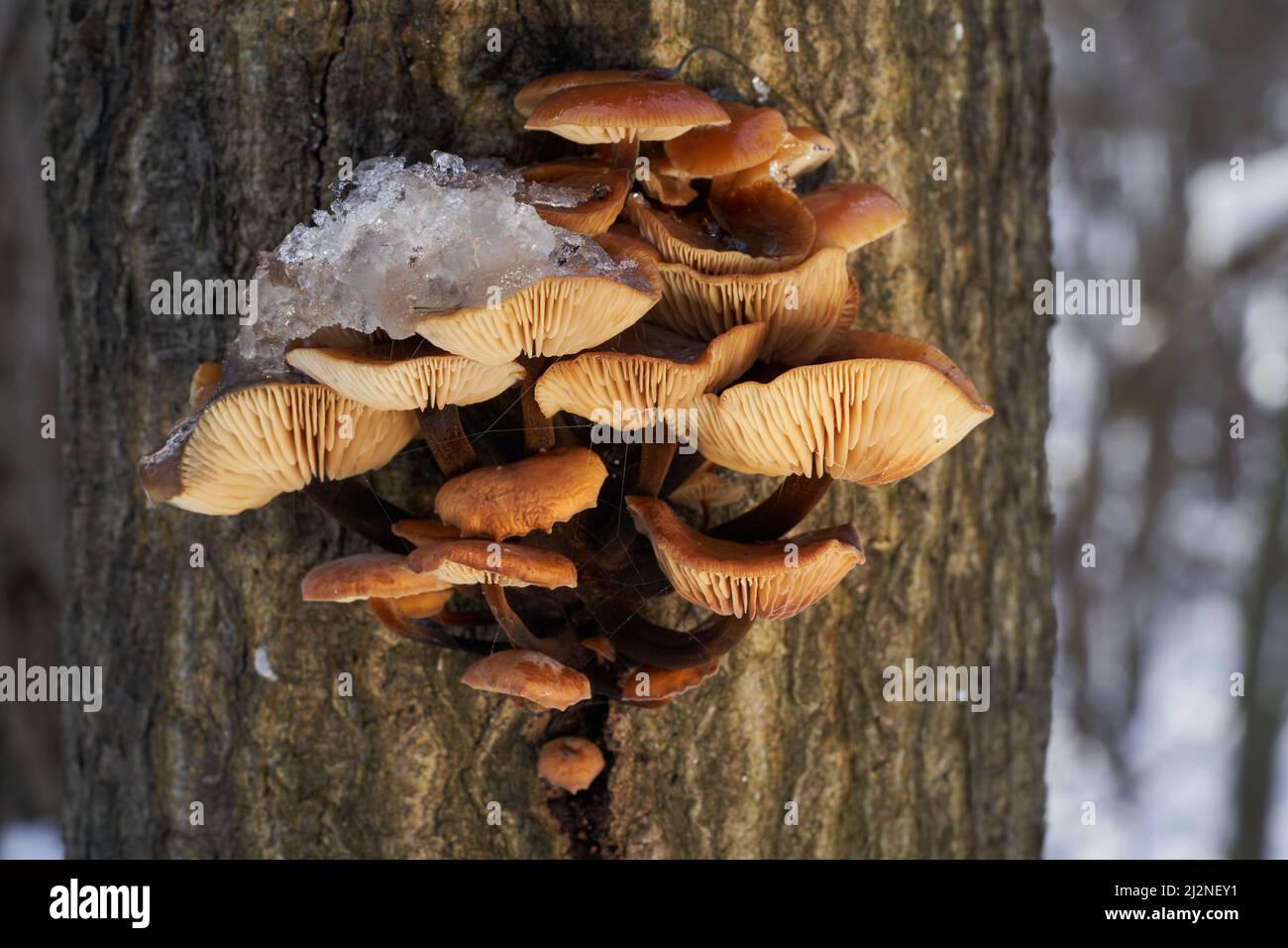 Edible mushroom Flammulina velutipes in floodplain forest. Known as ...