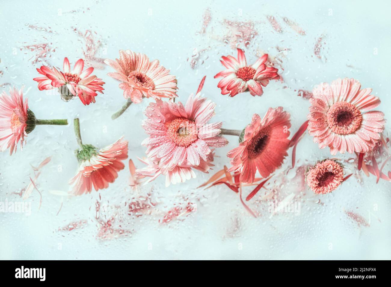Flying pink flowers at pale blue background. Levitation of flowers with ...
