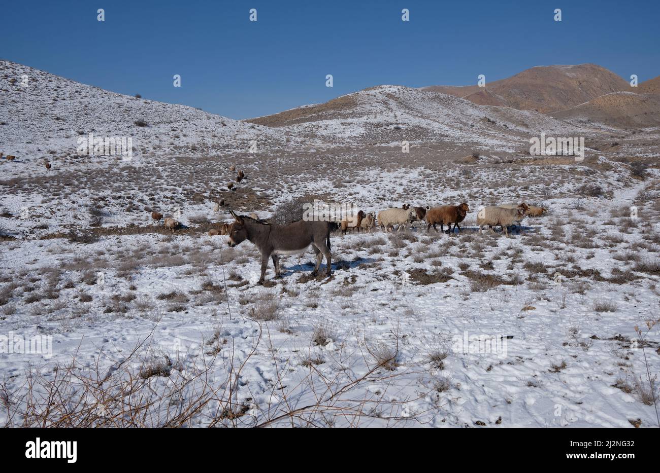 Nuami sheep hi-res stock photography and images - Alamy