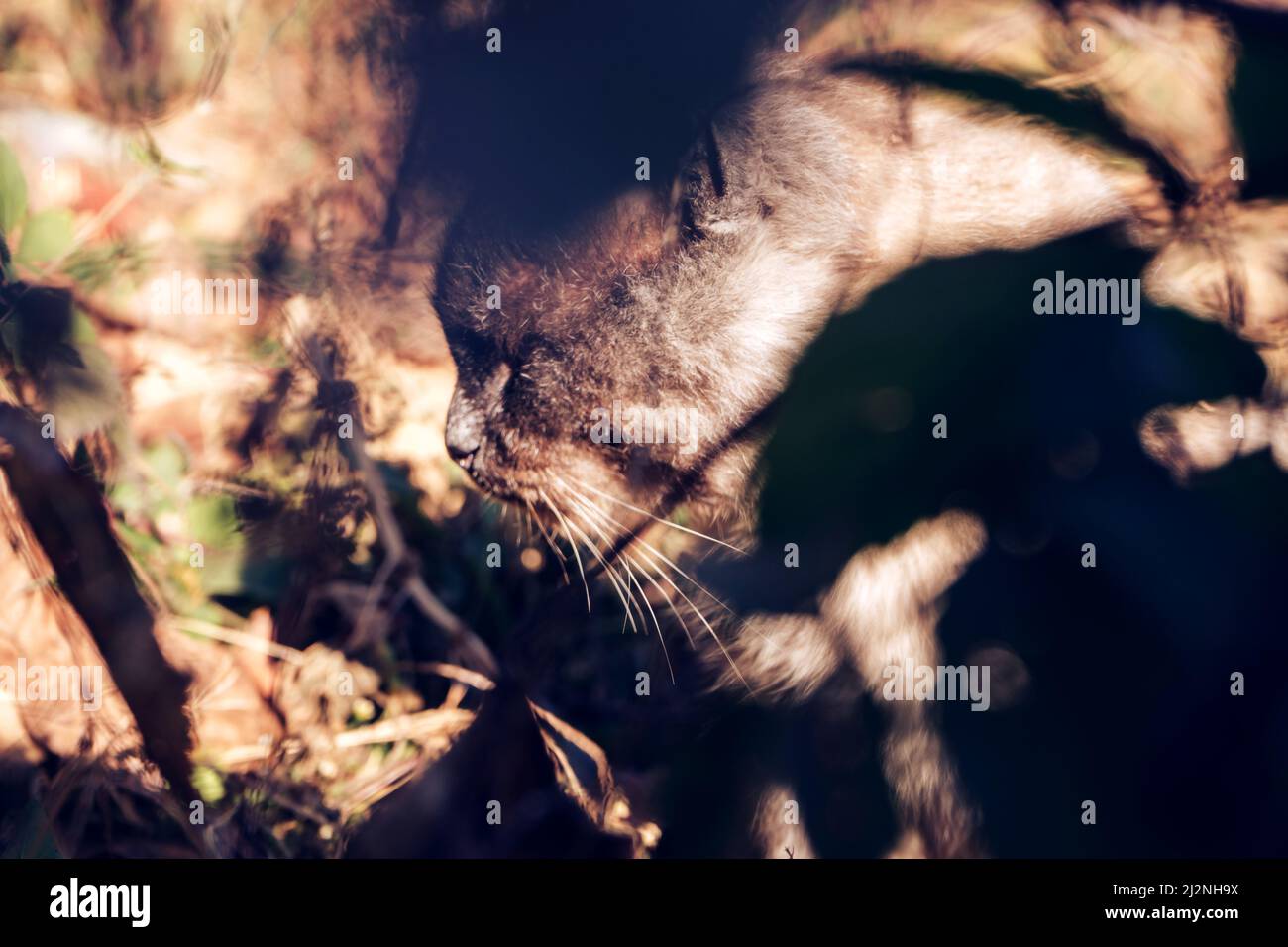 Siamese cat walking outside hi-res stock photography and images - Alamy