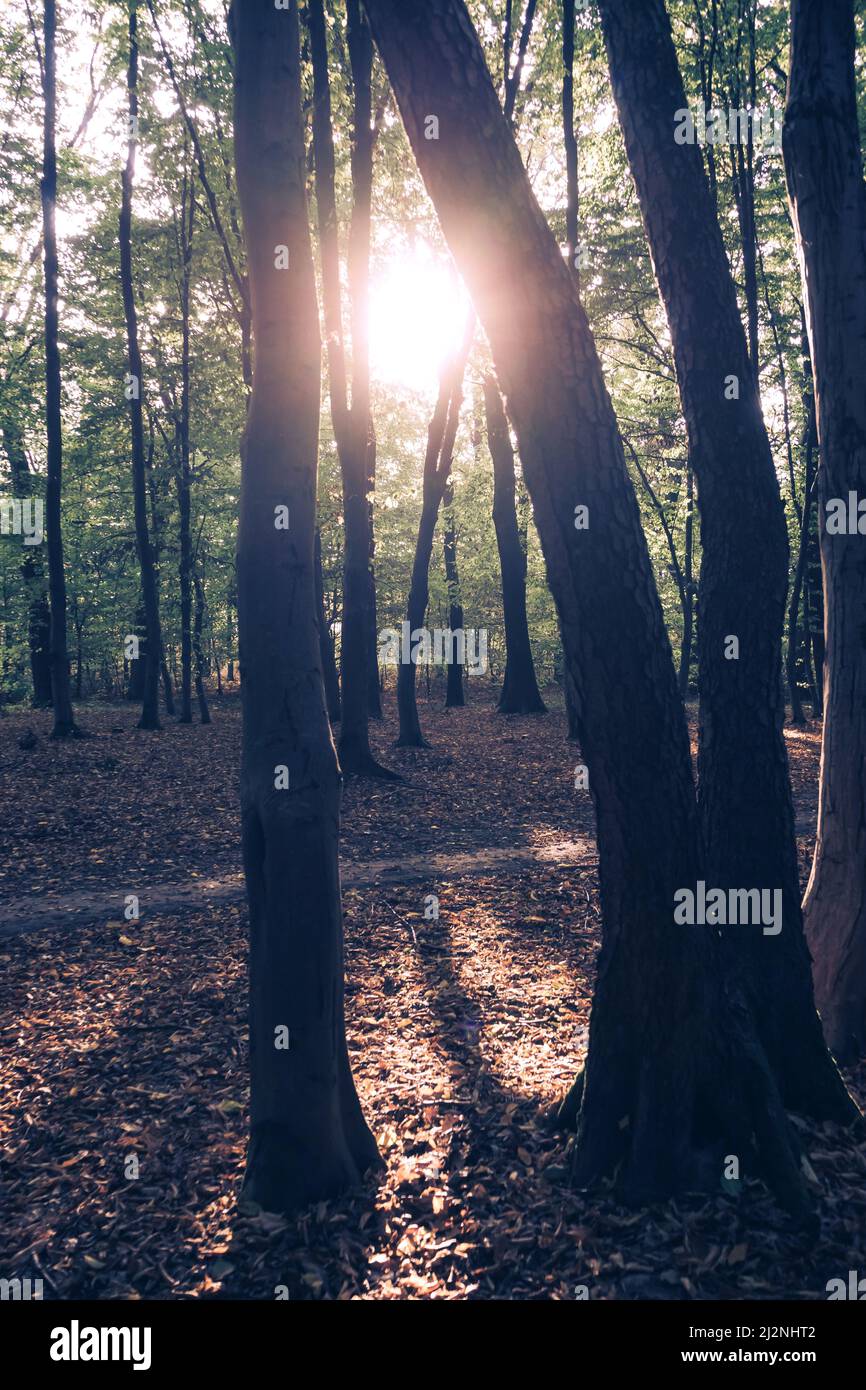 Autumn forest background. Vibrant color tree, red orange foliage in ...