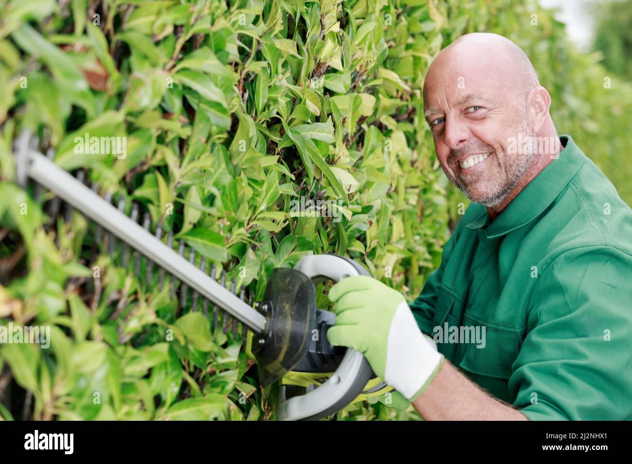 gardener cutting a hedge with a petrol hedgecutter Stock Photo - Alamy