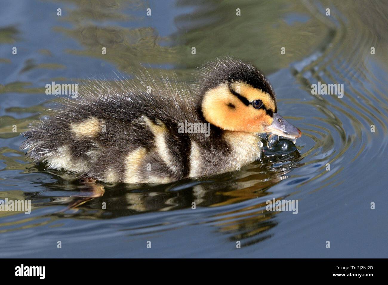 Huddersfield, Yorkshire, UK, 03 April 2022, Young ducklings enjoying a ...