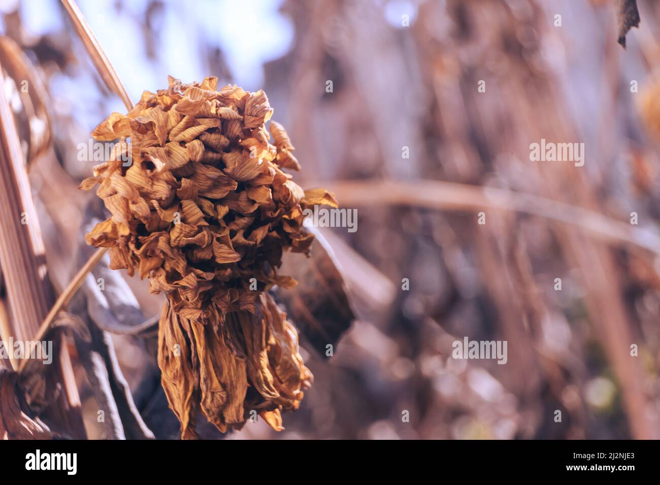 Beautiful abstract Yellow old faded bloom flowers. Close up of old ...