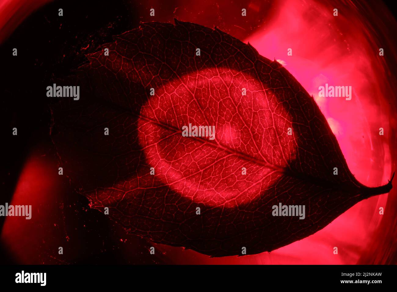 Close up Beautiful abstract leaf in neon light. Minimalism modern style ...