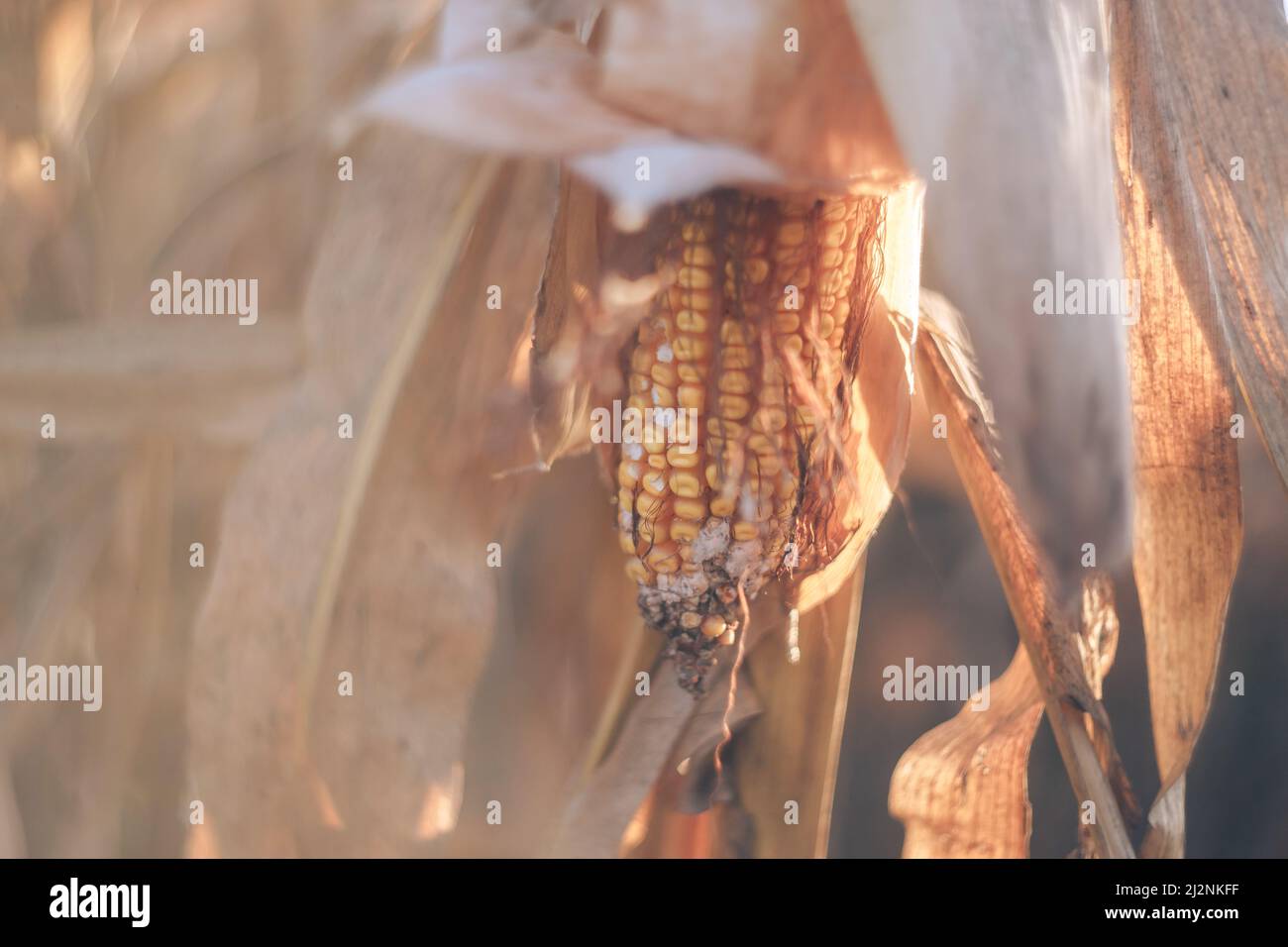 Old maize stalks hi-res stock photography and images - Alamy