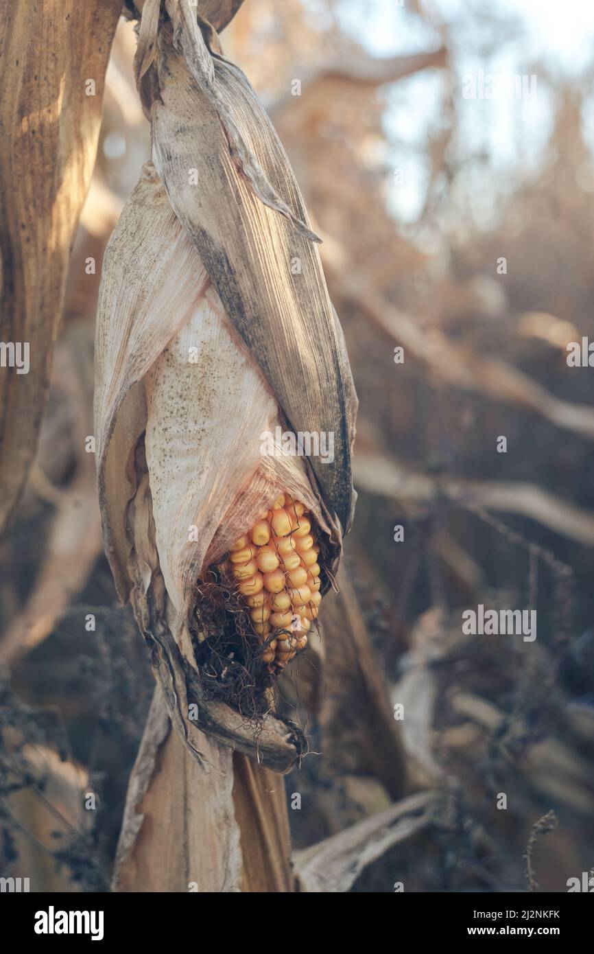 Dry corn field, dry corn stalks, end of season. Background autumn Stock ...