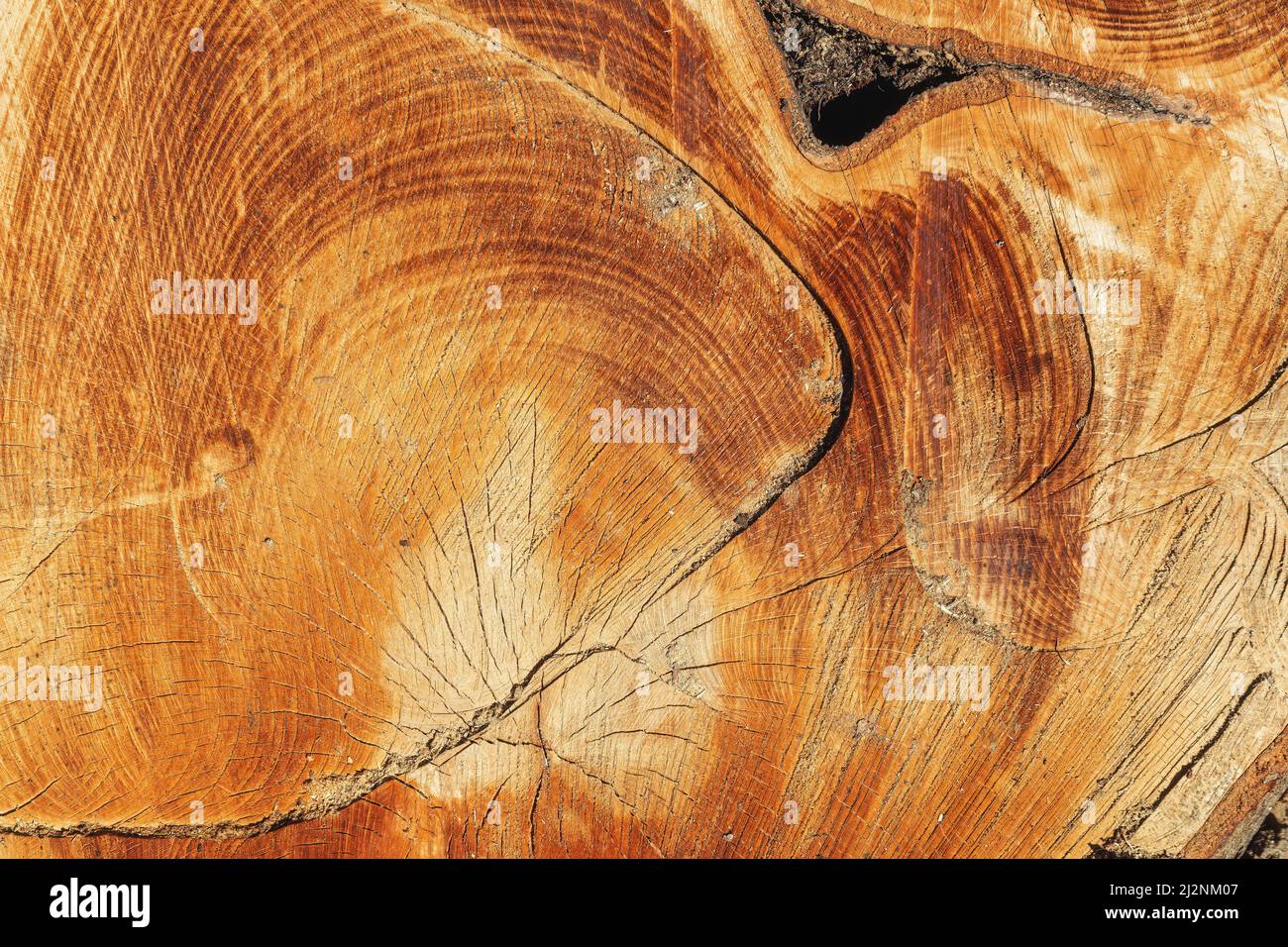 Tree rings with a cross section of cut wood Stock Photo - Alamy