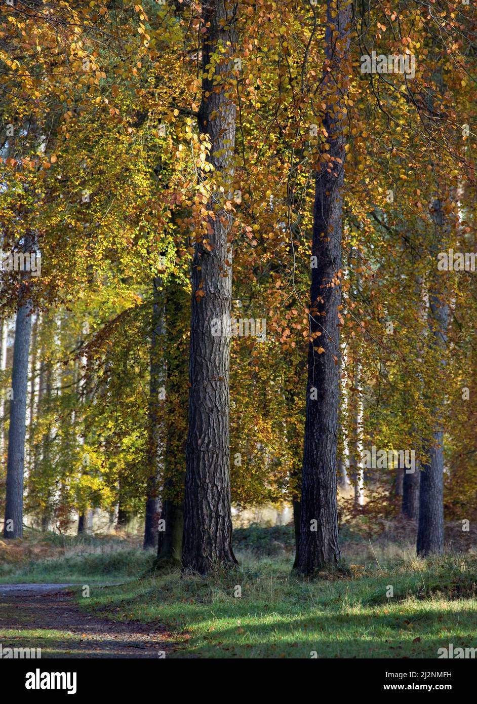 Autumn Pine forest hosting Beech trees in a beautiful mixed woodland of ...