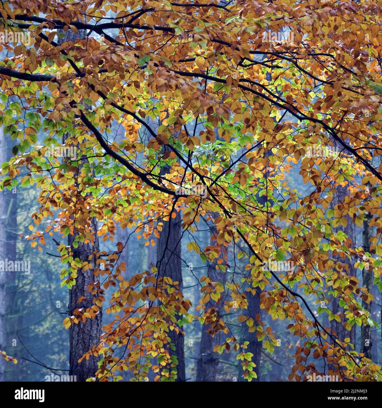 Beech tree branches and leaves with stunning autumn colour on Cannock ...
