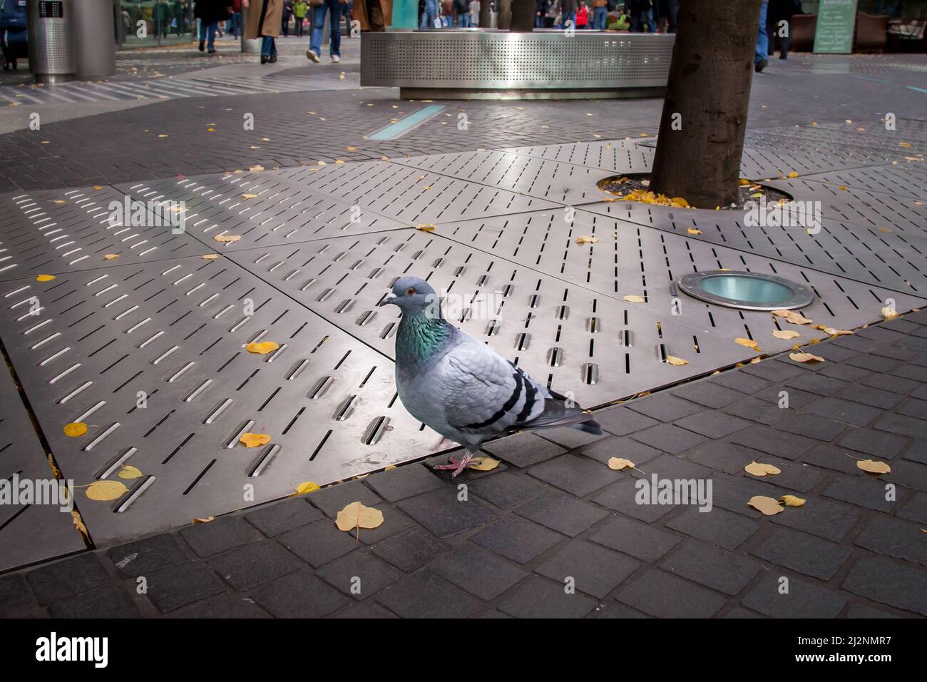 Pidgeon walking hi-res stock photography and images - Alamy