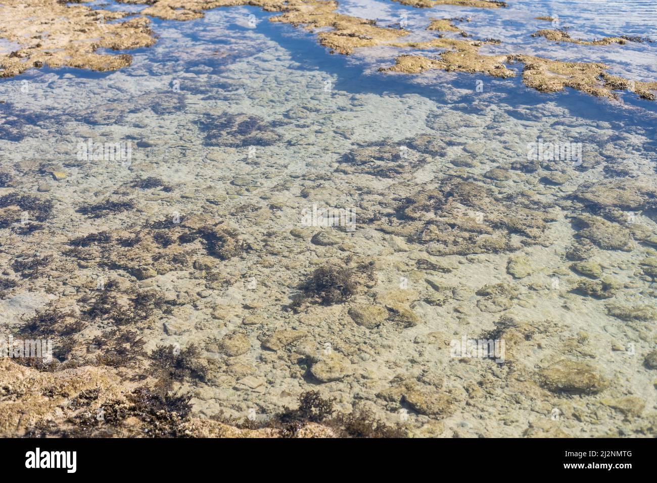 Bleach coral reefs hi-res stock photography and images - Alamy