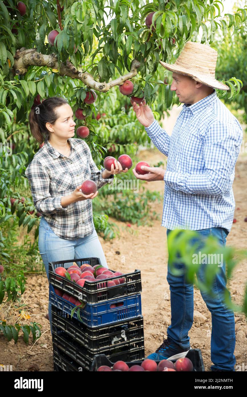 Picking peaches hi-res stock photography and images - Alamy