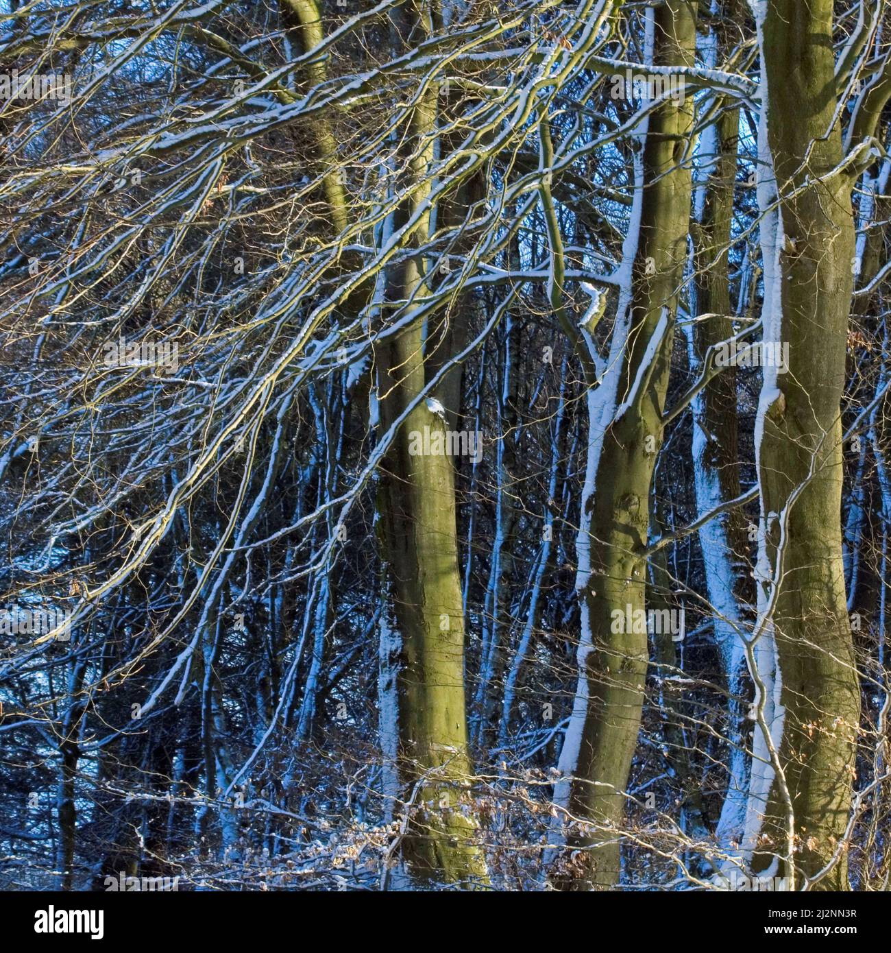 Scenic woodland landscape in winter a photograph of snow covered Beech ...
