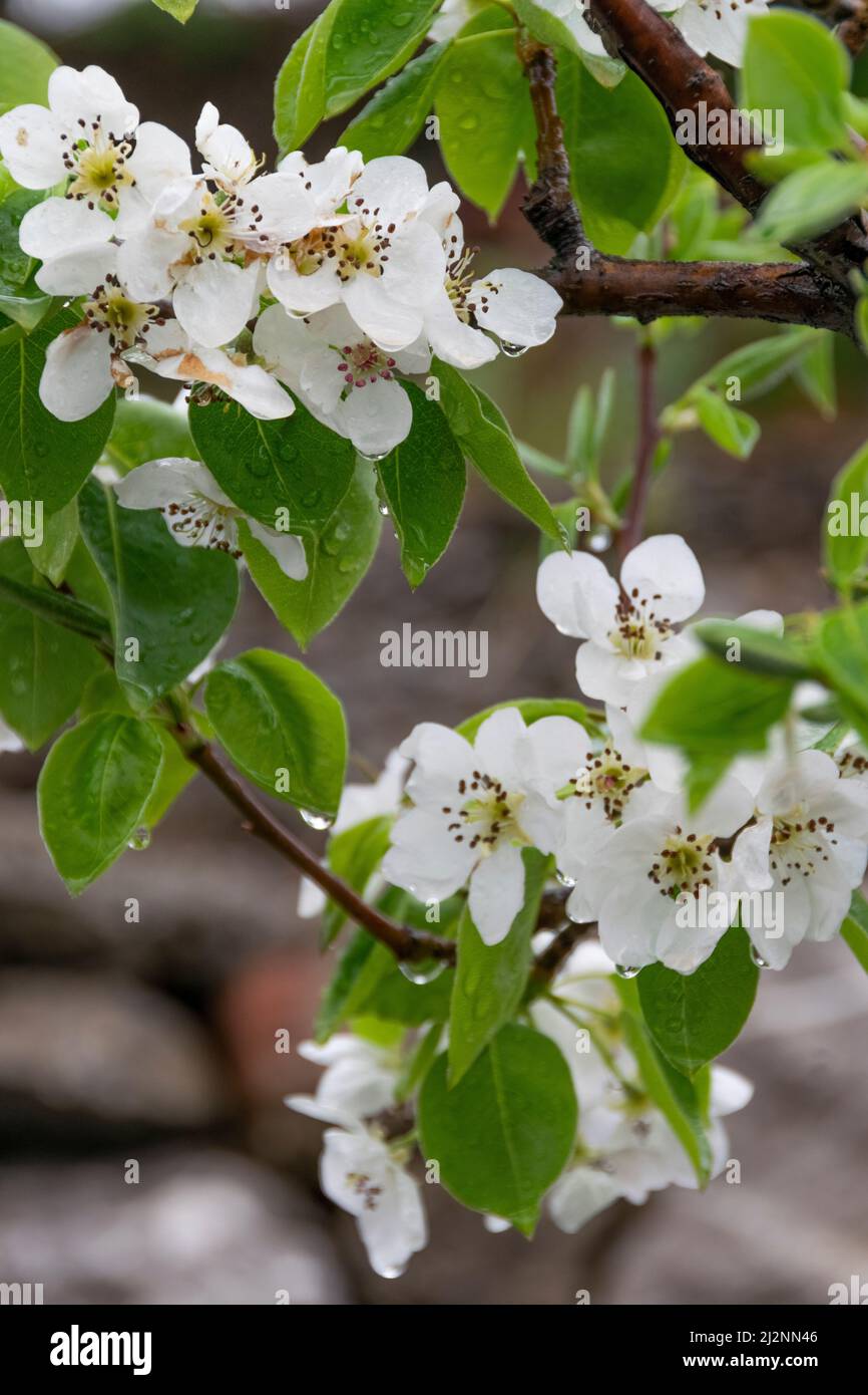 Blossom pear tree hi-res stock photography and images - Alamy